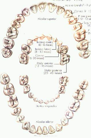 Denticion temporaria y permanente | Dentistas Estetica dental ...
